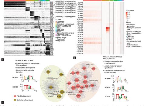 Figure 5 From Epididymis Cell Atlas In A Patient With A Sex Development Disorder And A Novel