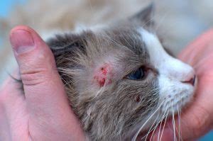 5 Ways To Recognize Spider Bite On Cat And Tips How To Help