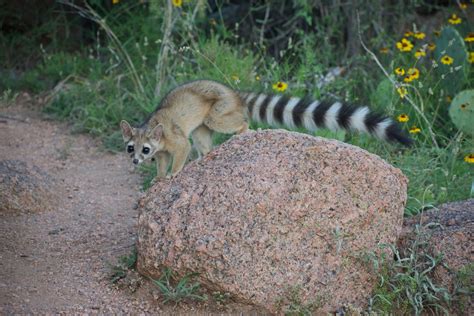 Ringtail
