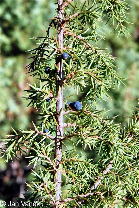Juniperus Communis • Floraveg Eu
