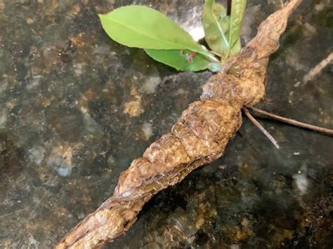 Cocoon Identification Please Found On A Black Cherry Tree R Insects