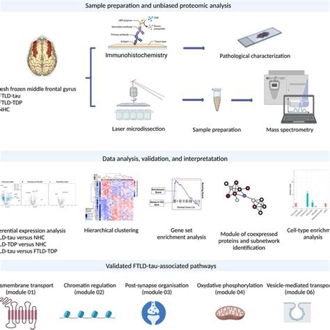 Overview Of The Workflow Tissue Sections Of Fresh Frozen Medial