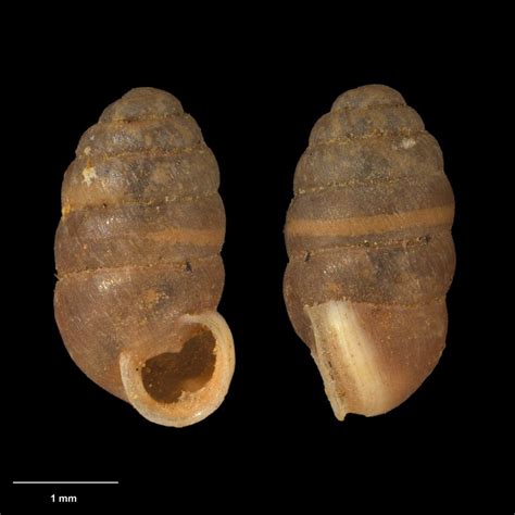 Land Snail Pupilla Muscorum Linnaeus 1758 Collections Online