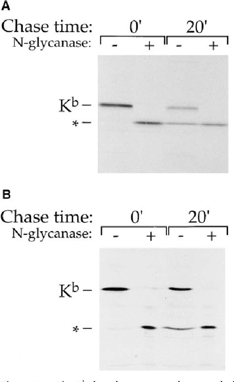 Figure 2 From The Hcmv Gene Products Us11 And Us2 Differ In Their