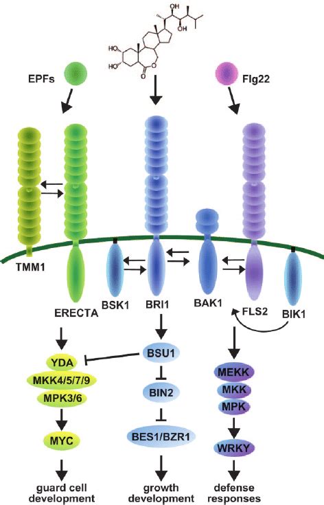 The Model Of Erecta Bri1 Bak1 And Fls Signalling Pathways The Guard Download Scientific