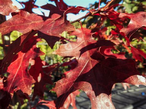 Quercus Coccinea — Statement Trees