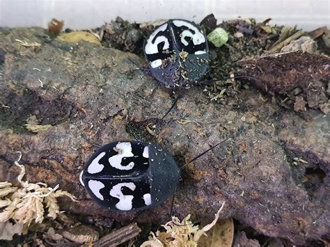 มีแบ่งอีกไม่กี่คู่แล้วนะ Fish Friends สนามหลวง2