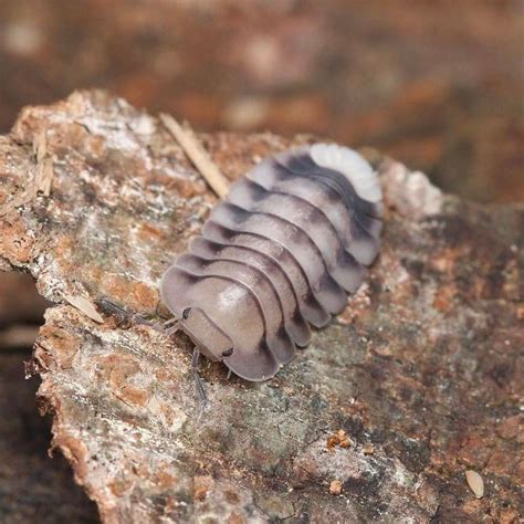 Cubaris Sp “white Tiger” Tropical Isopods