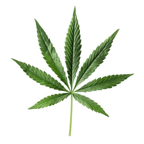 Weed Leaf Png Free Download Rose Png