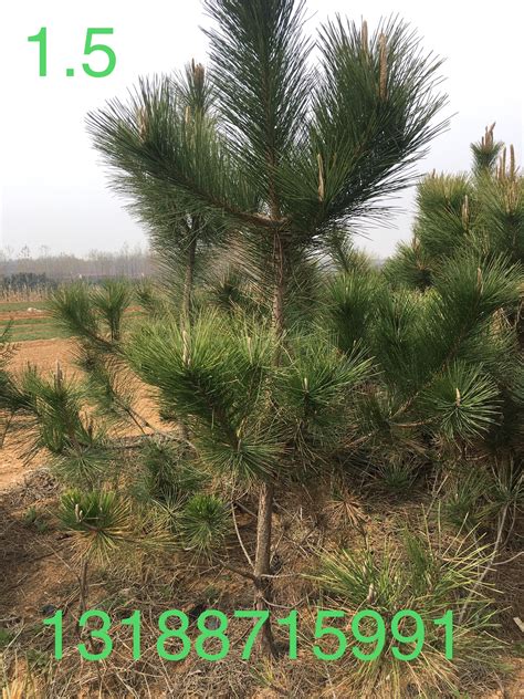 山东临沂黑松苗黑松苗价格黑松苗图片 中国苗木网