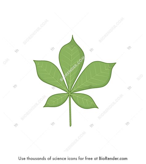 Free Leaf Palmate Icons Symbols And Images Biorender
