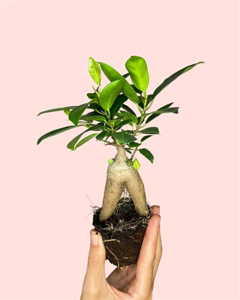 Bebé Ficus Microcarpa Comprar Online Pur Plant