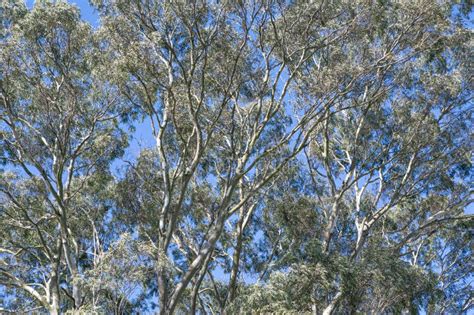 Big Eucaliptus Tree With Branches Under The Blue Sky Stock Image