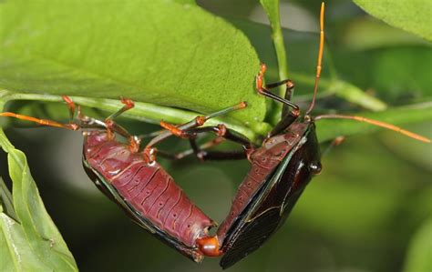 Bronze Orange Bug Climatewatch Australia Citizen Science App