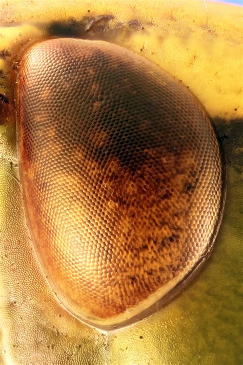 Grasshopper Eye First Try With A Microscope Lens And A Di Flickr