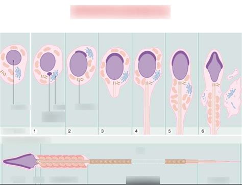 Anatomy Spermiogenesis Diagram Quizlet
