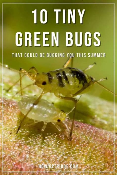 10 Tiny Green Bugs That Could Be Bugging You This Summer How I Get Rid Of
