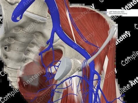 Left Testicular Vein Complete Anatomy Left Testicular Vein Complete Anatomy