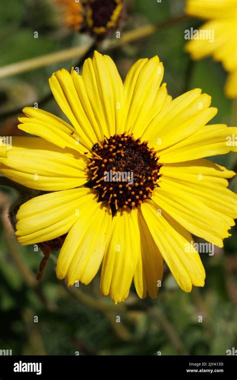 Yellow Flowering Racemose Radiate Head Inflorescences Of Encelia