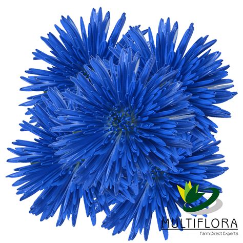 Blue Tinted Spider Vistaflor