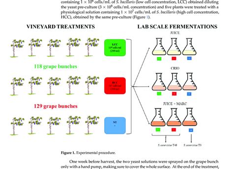 Experimental Procedure Download Scientific Diagram