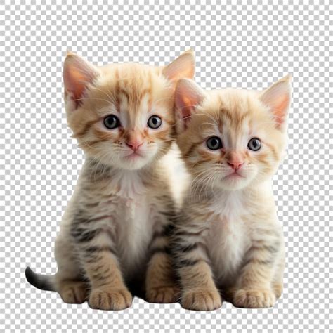 Closeup Shot Of One Ginger Cat Licking The Other Isolated On A White