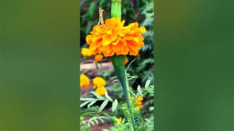 Barsha Rani ️ Youtube