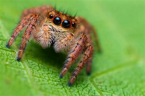 Salticidae Baffuto Juzaphoto