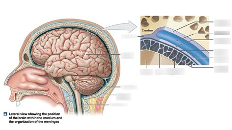 Cranial Meninges Study Terms And Definitions For Economics Flashcards