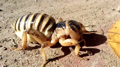 Jerusalem Cricket Potato What Are Jerusalem Crickets Responsible