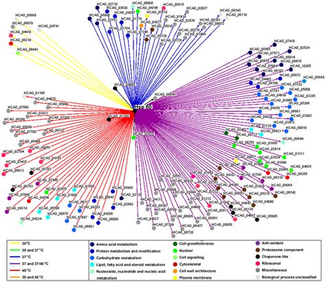 Map Of Hsp60 Interaction With Cytoplasmic Proteins At Different Download Scientific Diagram