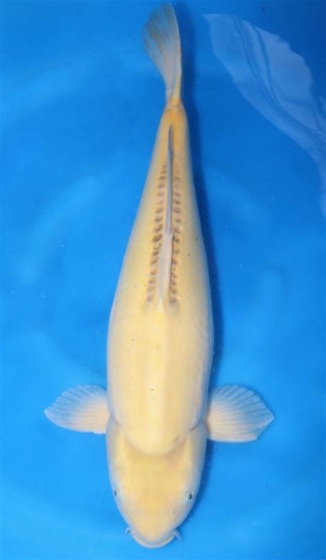 Doitsu Kigoi Grand Koi Llc