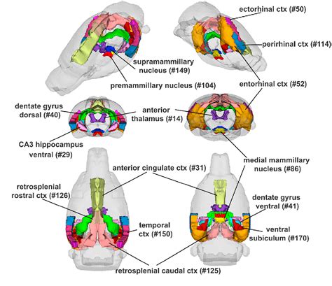 Rat Brain Dissection Protocol At Lyle Long Blog