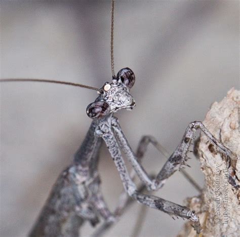 Photo 55631 Severinia Turcomaniae