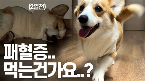 나무박힌 아기 강아지 웰시코기 수술 후 폐혈증 위기 미친 회복기 Youtube