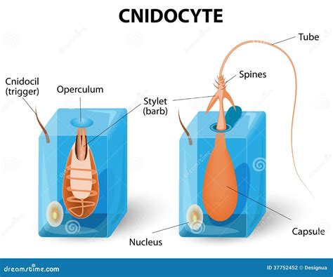Cnidocyte Clipart And Illustrations