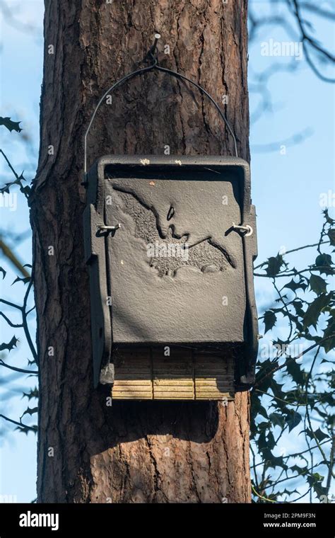 Large Rectangular Black Bat Box On A Pine Tree Crevice Bat Box For Roosting Bats In A Forest