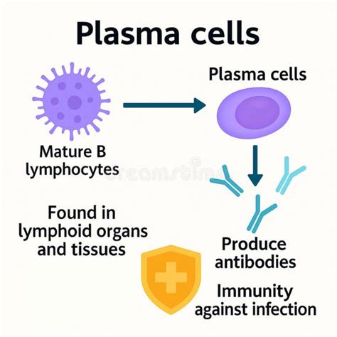 Plasma Cells Infographic Antibody Production And Immunity Plasma Cells