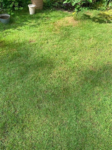 元気なのは雑草だけ。芝生のお手入れ 農園ウラニーワ
