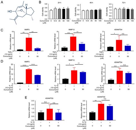 Curcumenol Is Not Cytotoxic To Atdc5 Chondrocytes And Inhibits Tnf α Download Scientific