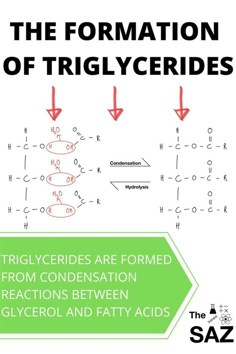 Triglyceride Formation