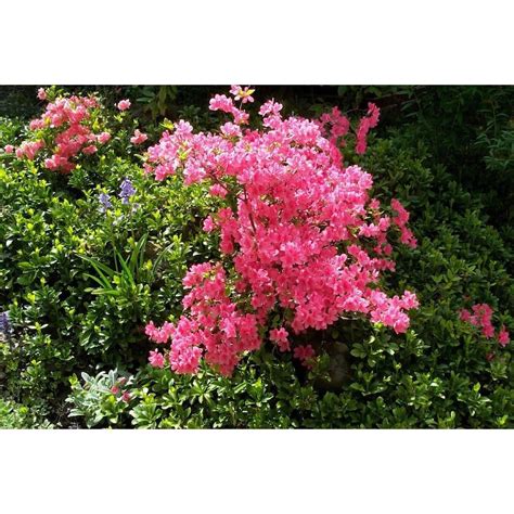 Landscape Basics 2 Gal 75l Dwarf Azalea Assorted The Home Depot