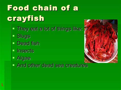 Cray Fish Ppt