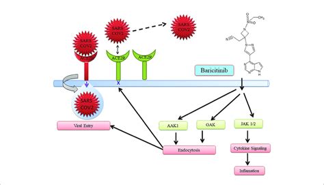 Schematic Representation Of Baricitinib As A Repurposed Drug For