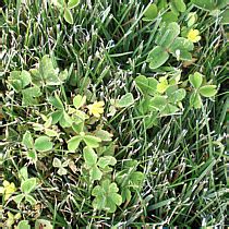 Yellow Wood Sorrel Oxalis Stricta Lawn Weed Identification And Control