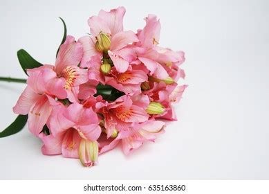 38 Astrometri Flower Images, Stock Photos, 3D objects, & Vectors ...