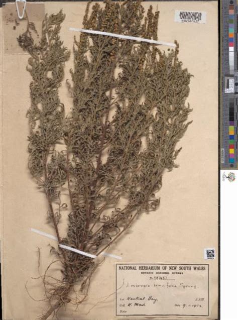 Lacy Ragweed Burr Ragweed Lacy Ambrosia Narrow Leaf Ragweed Weeds