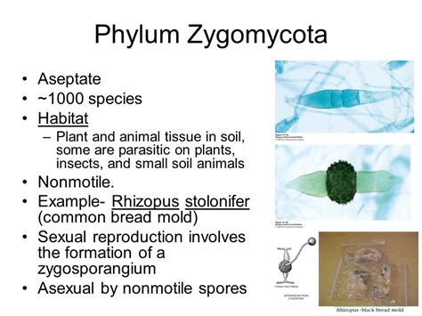 Zygomycota Habitat