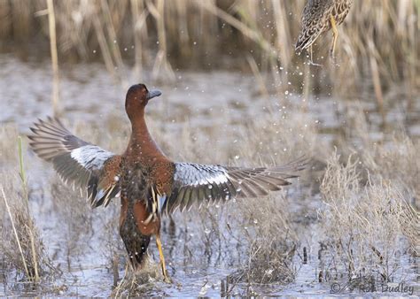 Cinnamon Teal Takeoff Progression Based On Sex Feathered Photography