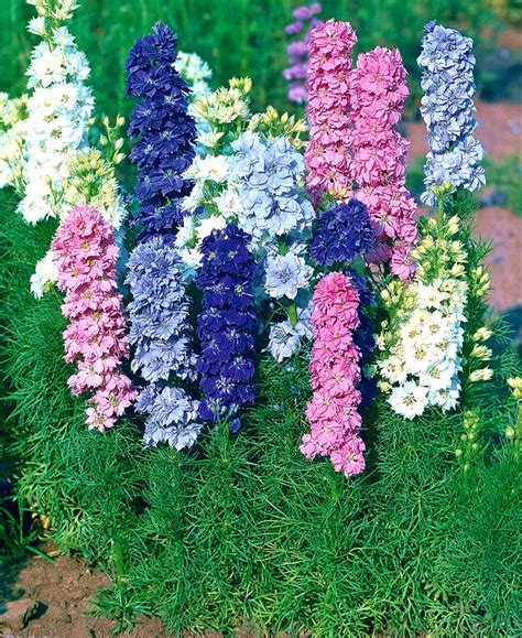 Dwarf Delphinium Mixed Colours Seeds Delphinium Elatum Garden Seeds